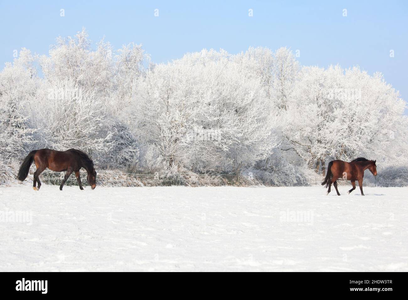 Horses on paddock in winter hi-res stock photography and images - Alamy