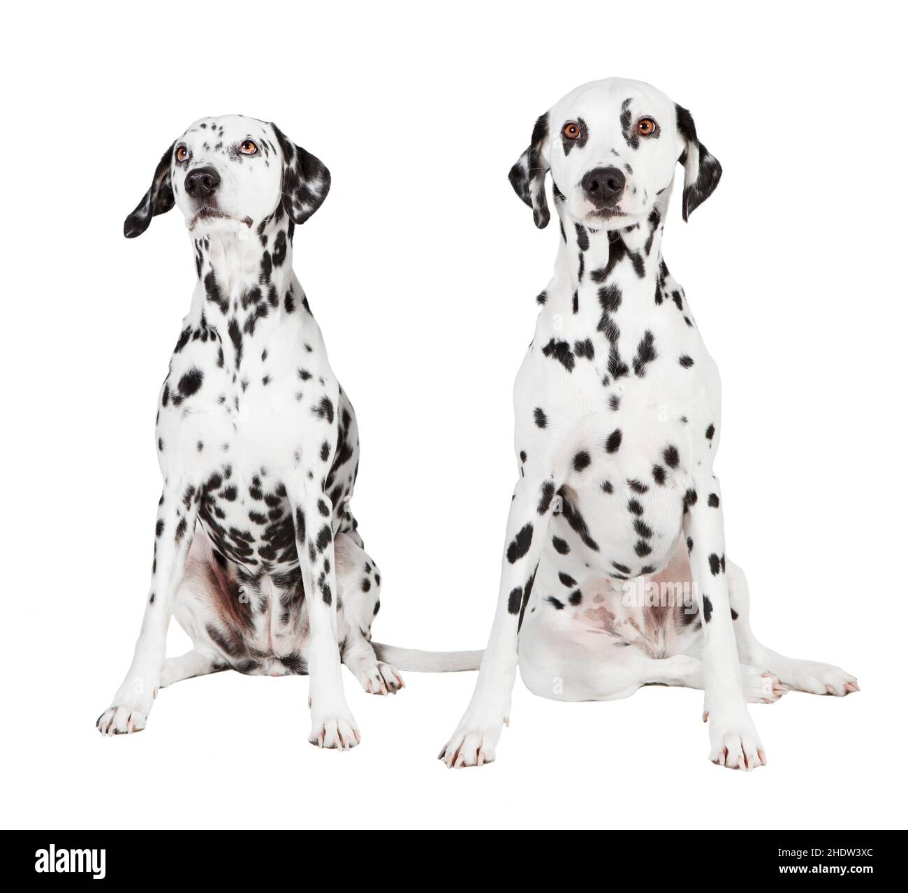 dog, purebred dog, dalmatian, dogs, purebred dogs, dalmatians Stock ...