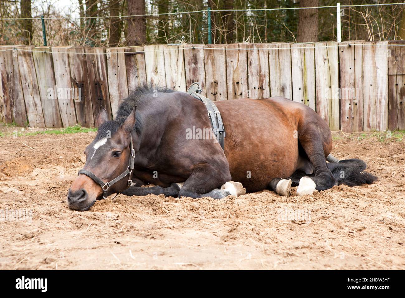 horse, pregnant animal, horses, gravid, pregnant, pregnant animals ...