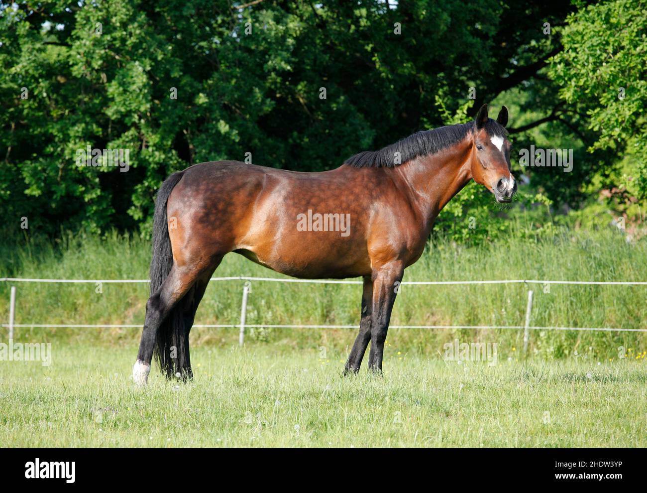 horse breed, holstein, horse breeds Stock Photo - Alamy