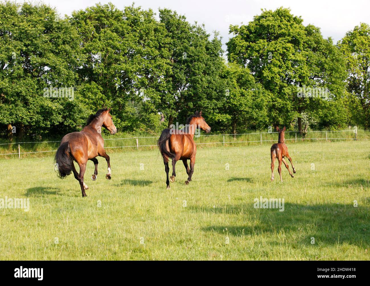 horses, paddock, horse, paddocks Stock Photo - Alamy