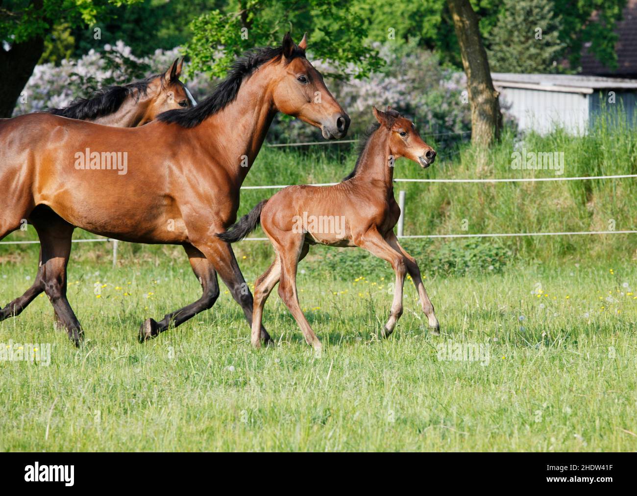 pasture, foal, pastures, foals Stock Photo - Alamy