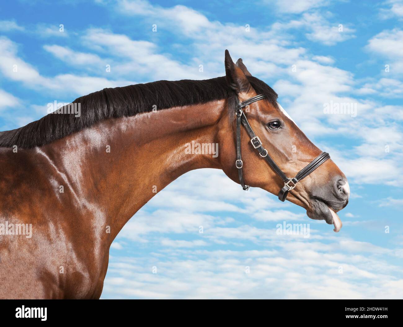 Horse portrait side view hi-res stock photography and images - Alamy