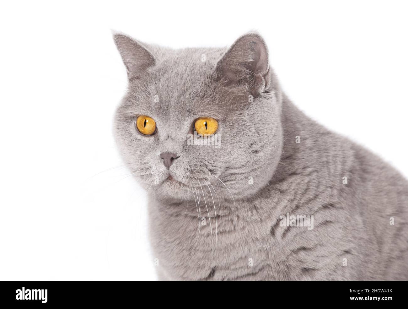 purebred cat, purebred cats Stock Photo - Alamy
