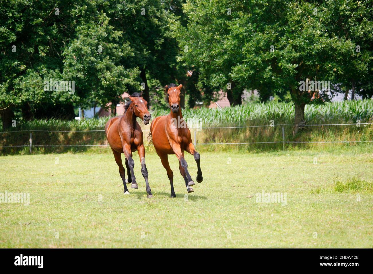 horses, holstein, horse Stock Photo - Alamy