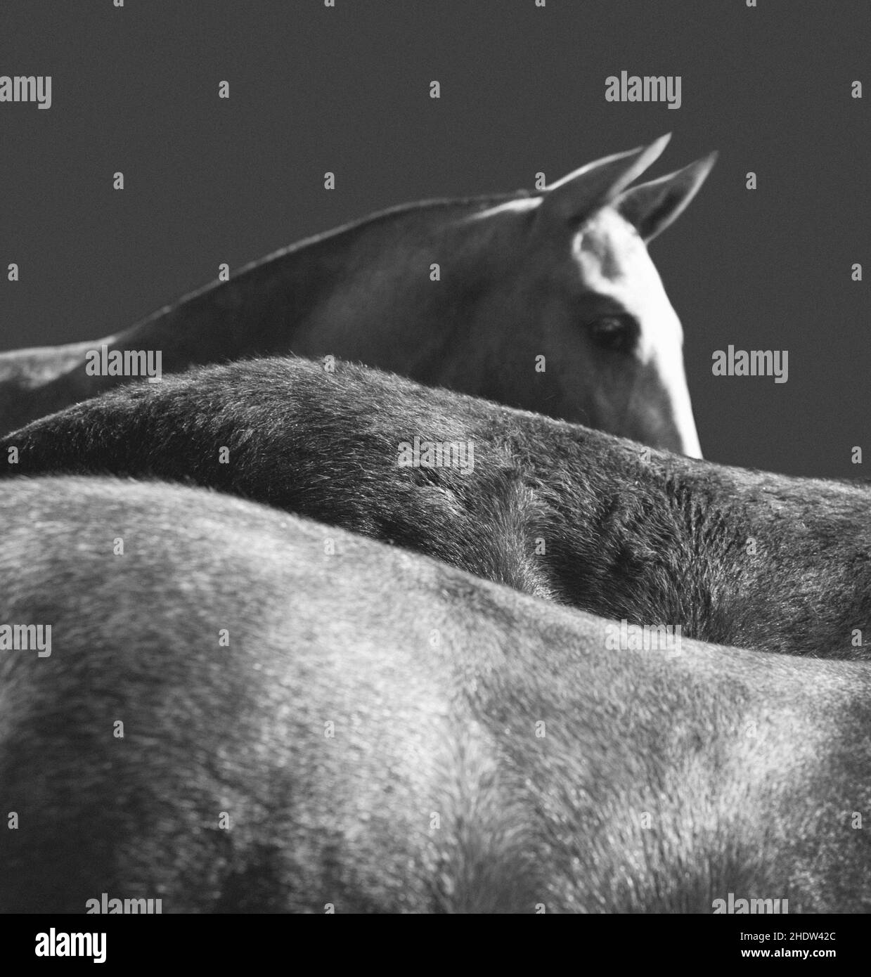 horses, andalusians, horse, andalusian Stock Photo - Alamy