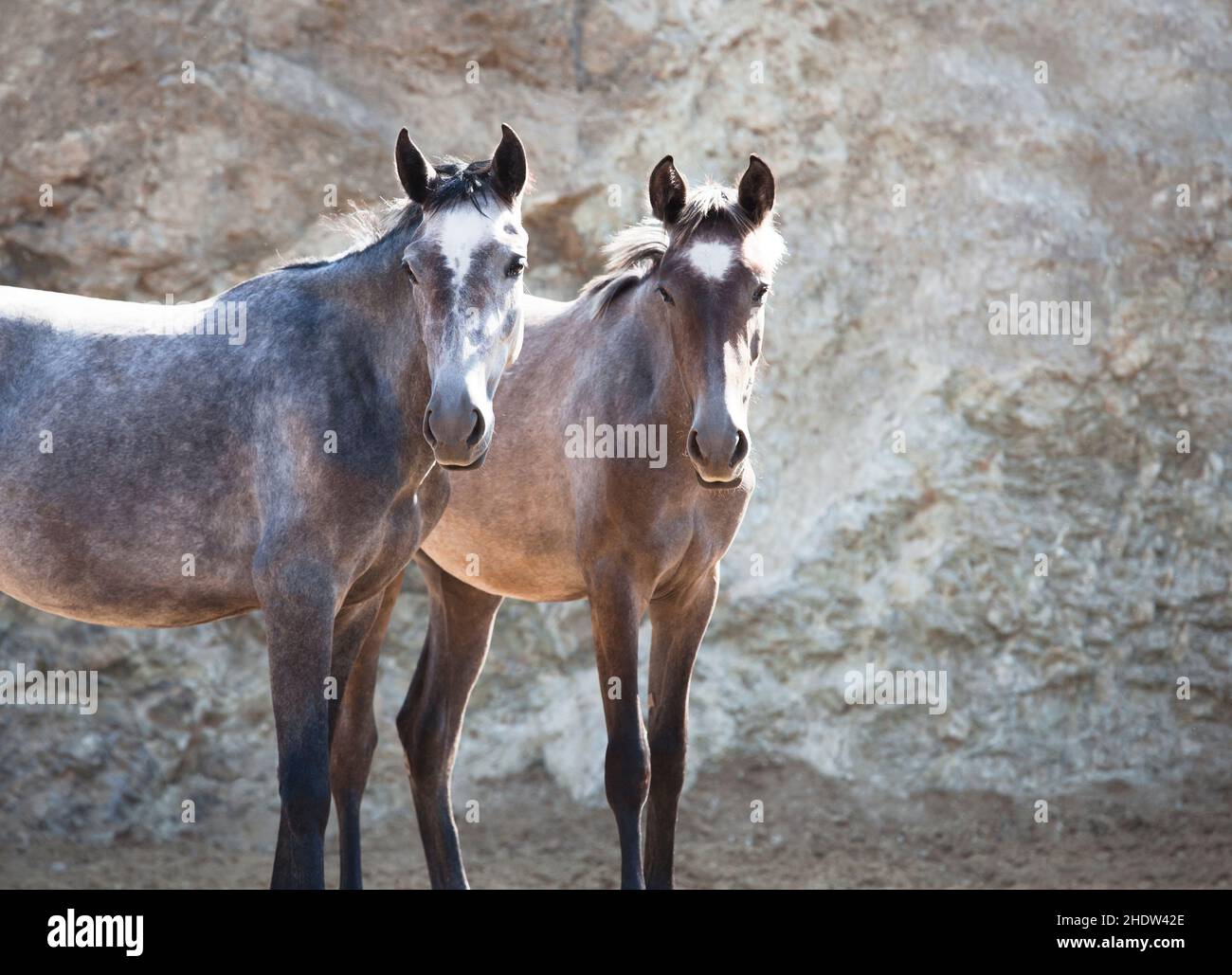horses, andalusians, horse, andalusian Stock Photo - Alamy