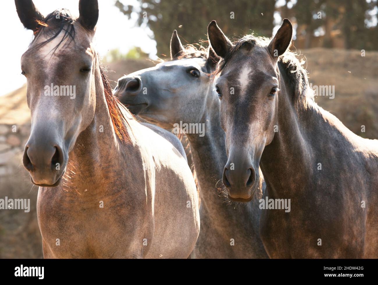 horses, andalusians, horse, andalusian Stock Photo - Alamy