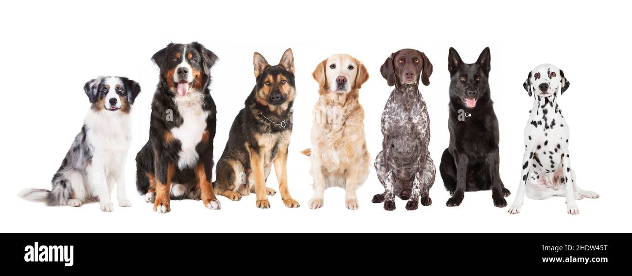 dogs, purebred dog, dog, purebred dogs Stock Photo - Alamy