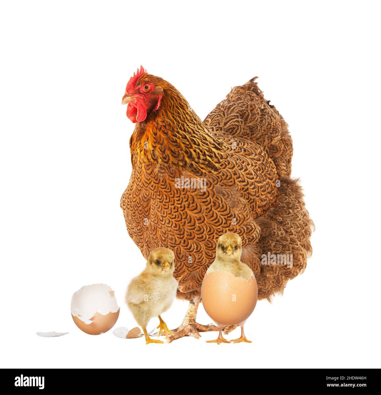orpington, chicken breed Stock Photo - Alamy