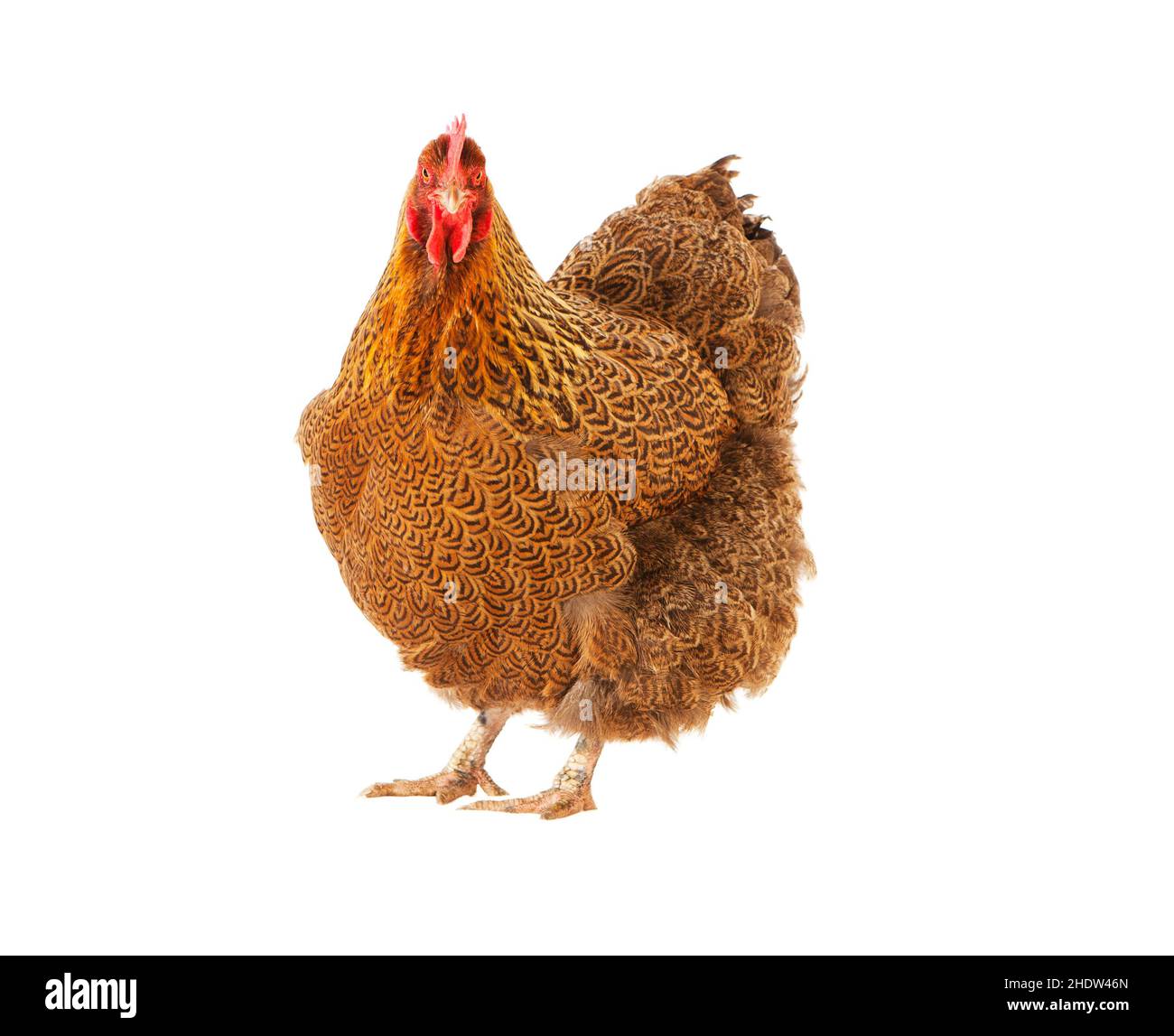orpington, chicken breed Stock Photo - Alamy