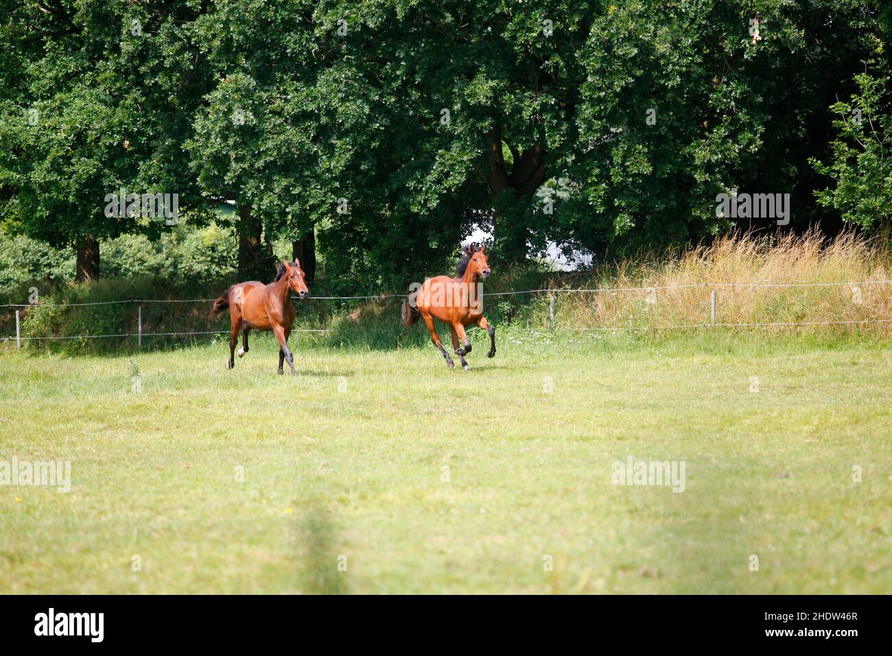 horse, gallop, horses, gallops Stock Photo - Alamy