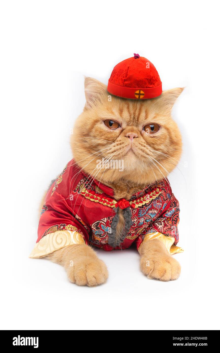 Isolate picture of cute scottish fold cat wearing Chinese costume lay ...