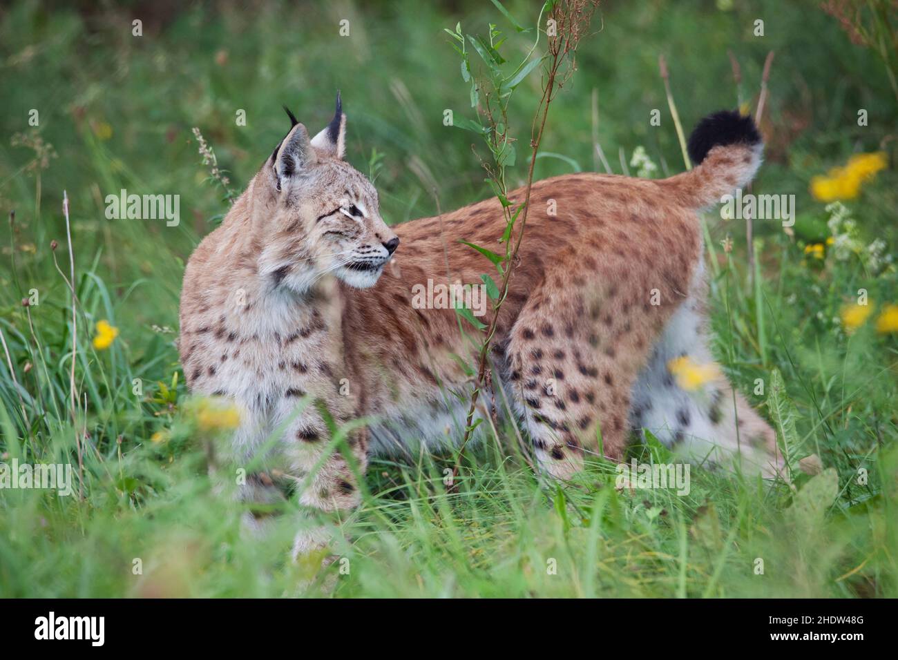 Lynxs hi-res stock photography and images - Alamy