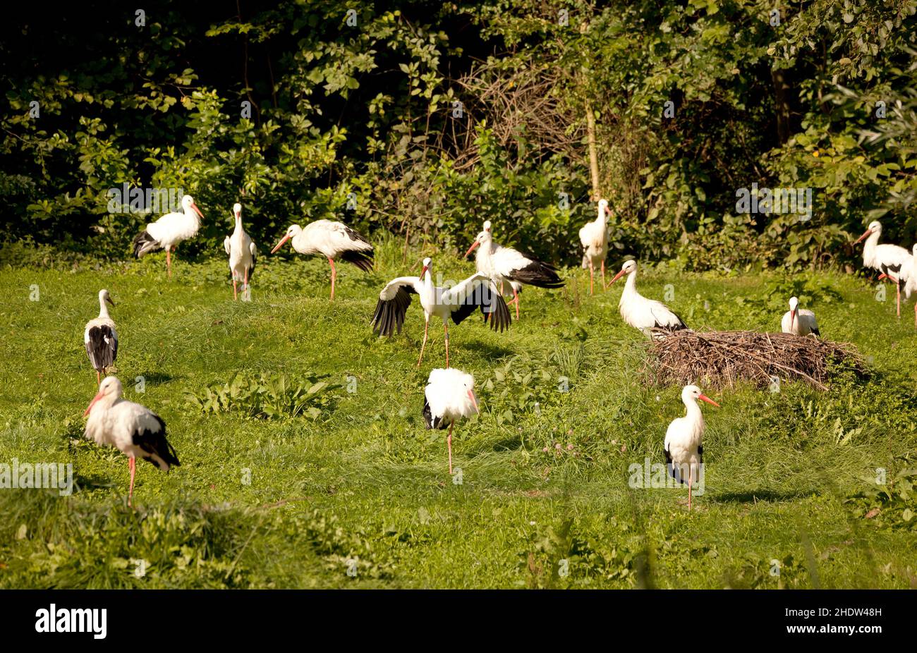 group of animals, white stork, animal group, white storks Stock Photo ...