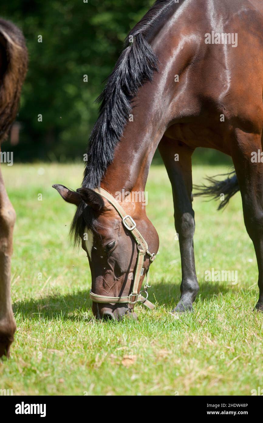 horse, grazing, holstein, horses Stock Photo - Alamy