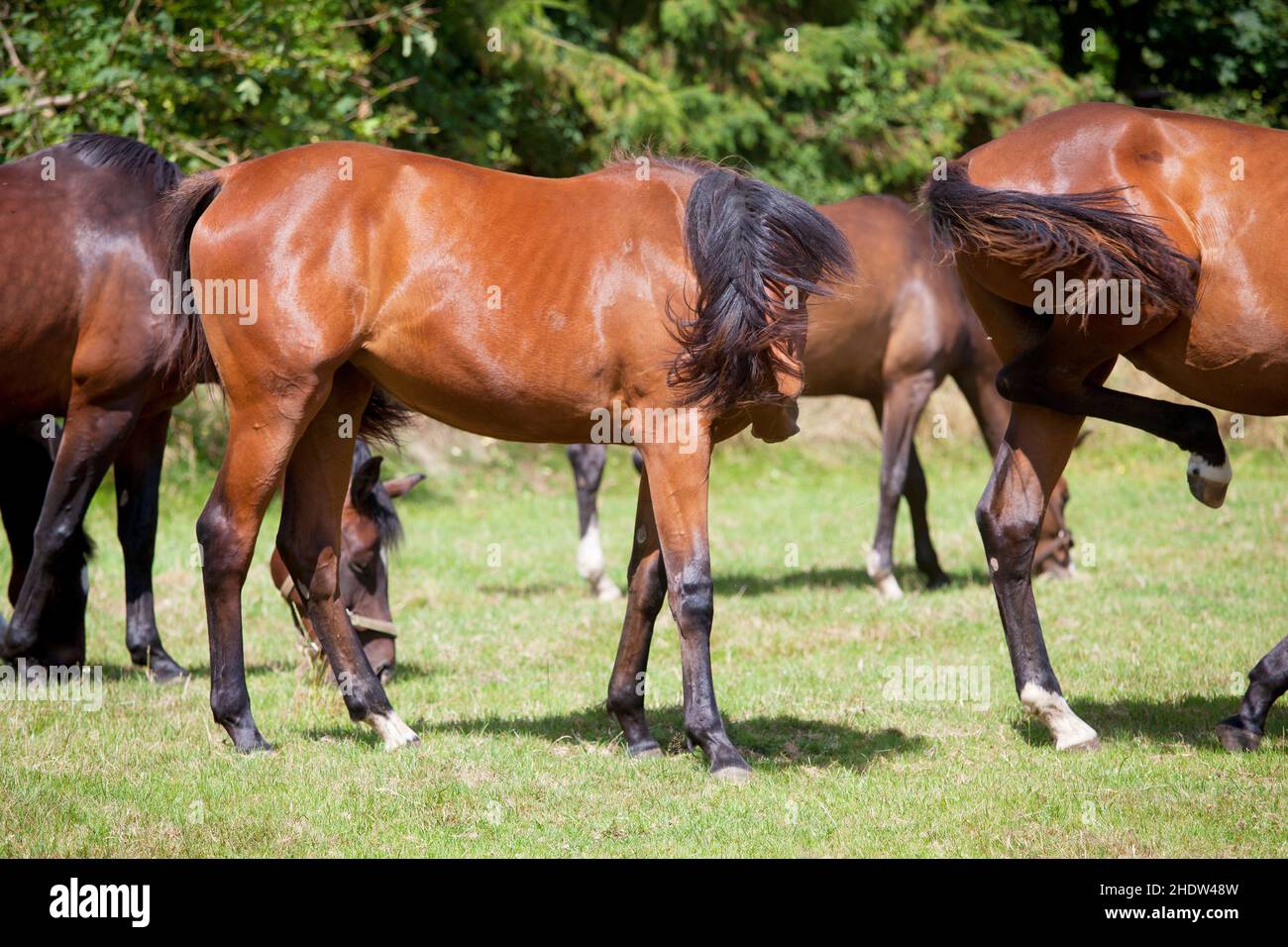 horses, holstein, horse Stock Photo - Alamy