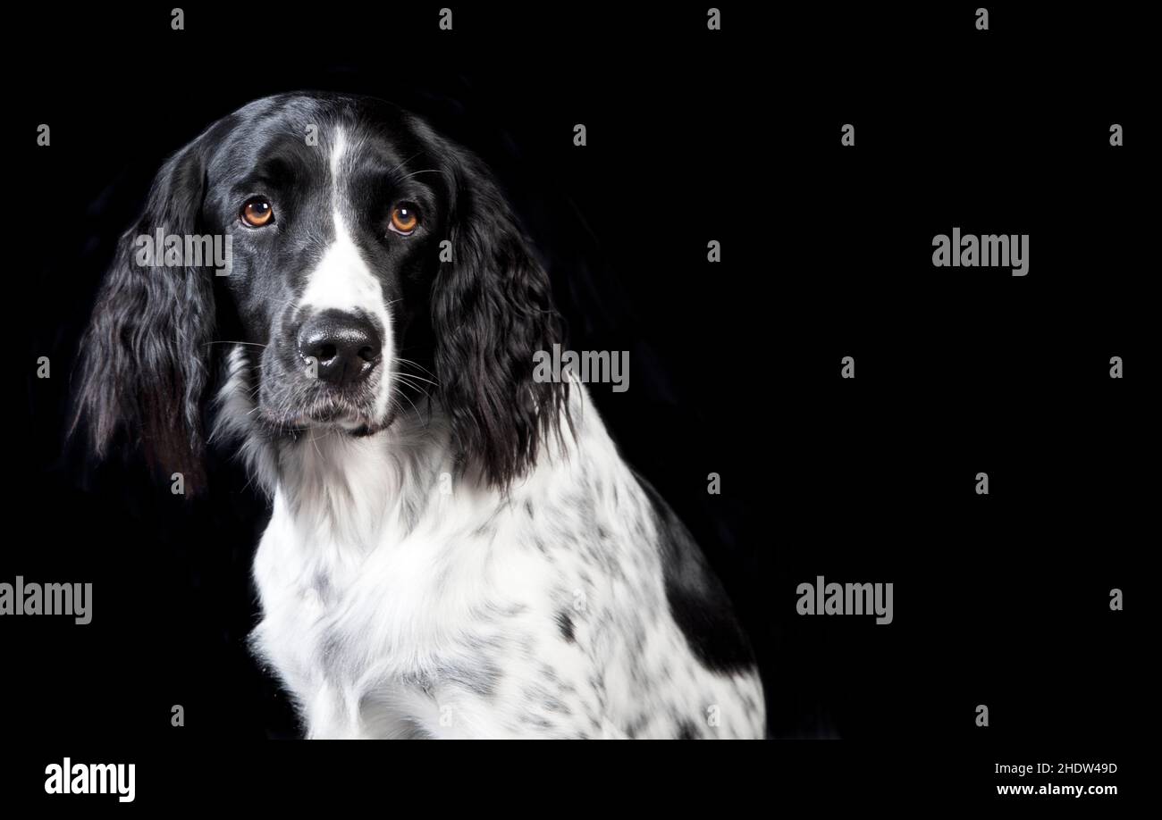 Black dog horizontal portrait hi-res stock photography and images - Alamy