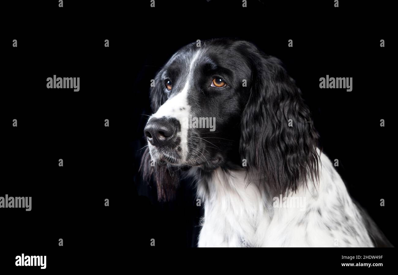 Black dog horizontal portrait hi-res stock photography and images - Alamy