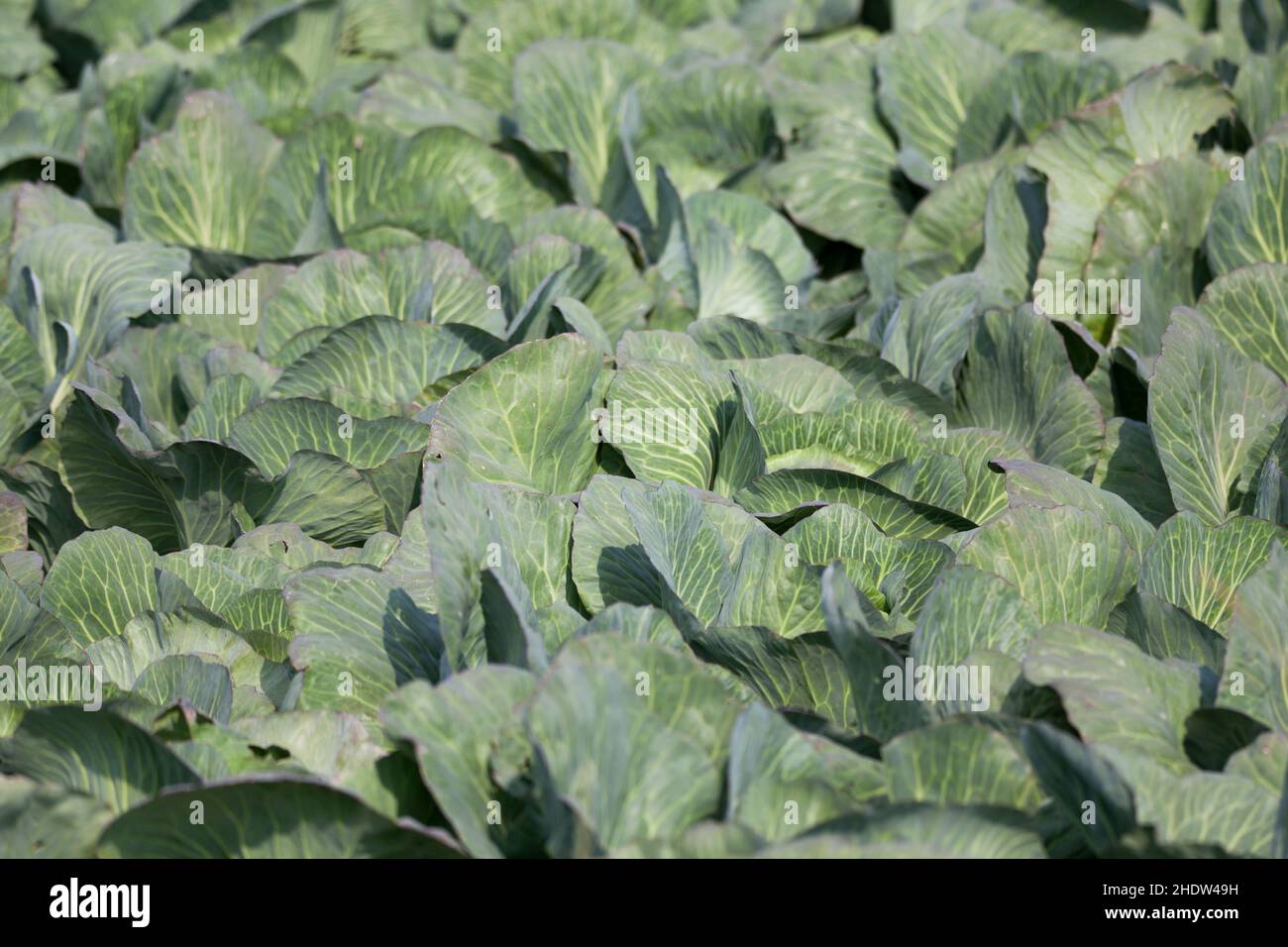 cabbage field, cabbage, cabbage fields, cabbages Stock Photo - Alamy