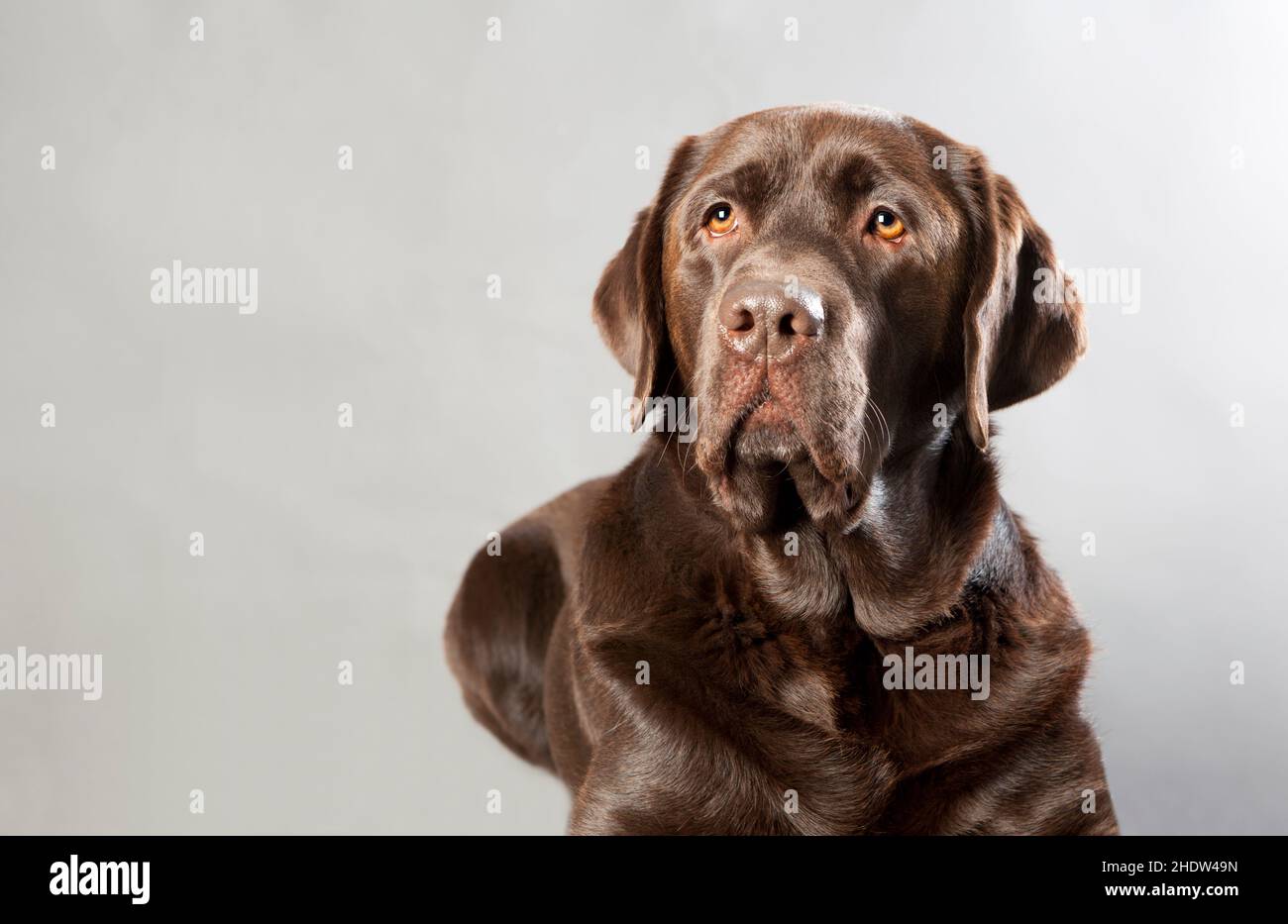 dog, labrador, dogs, labradors Stock Photo - Alamy