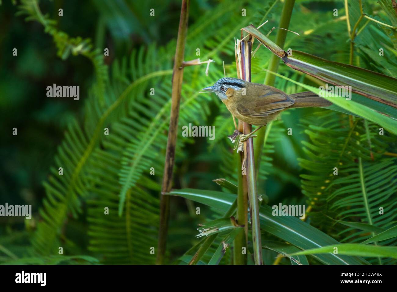 Grey throated babbler stachyris nigriceps hi-res stock photography and ...