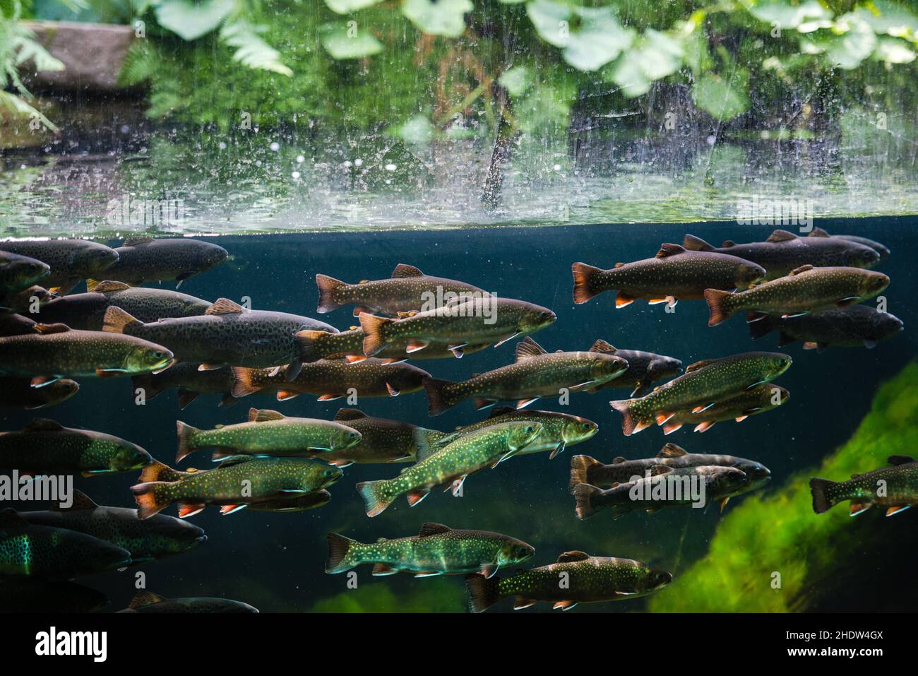 Rainbow Trout Fish Tank