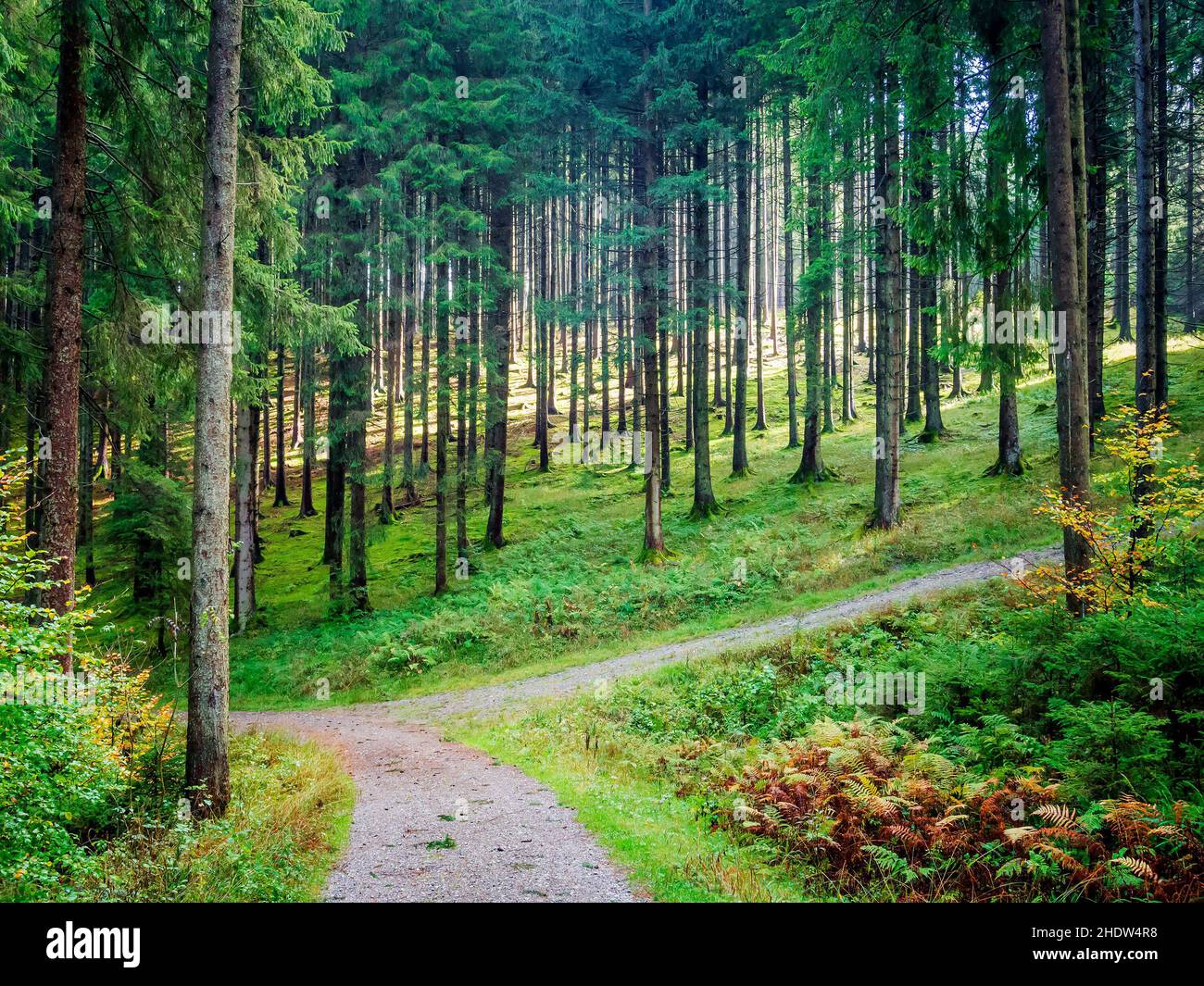 forest, path, forests, wood, woodland, woods, paths Stock Photo - Alamy