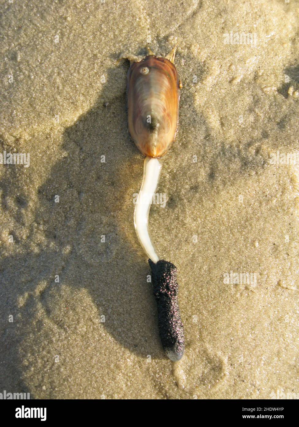 Lingula fossil hi-res stock photography and images - Alamy