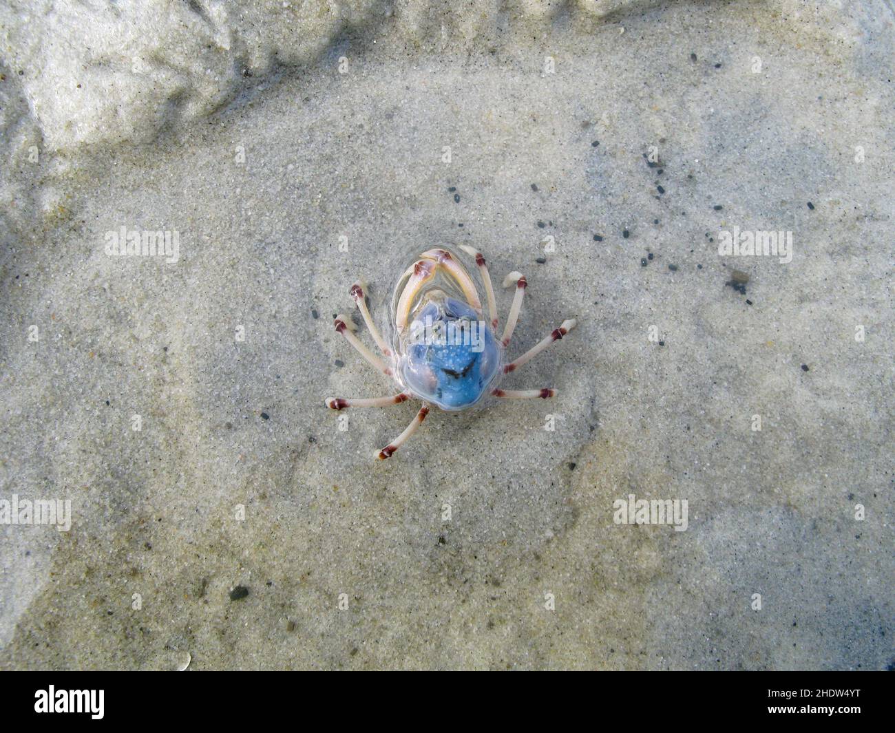 Soldier crab hi-res stock photography and images - Alamy