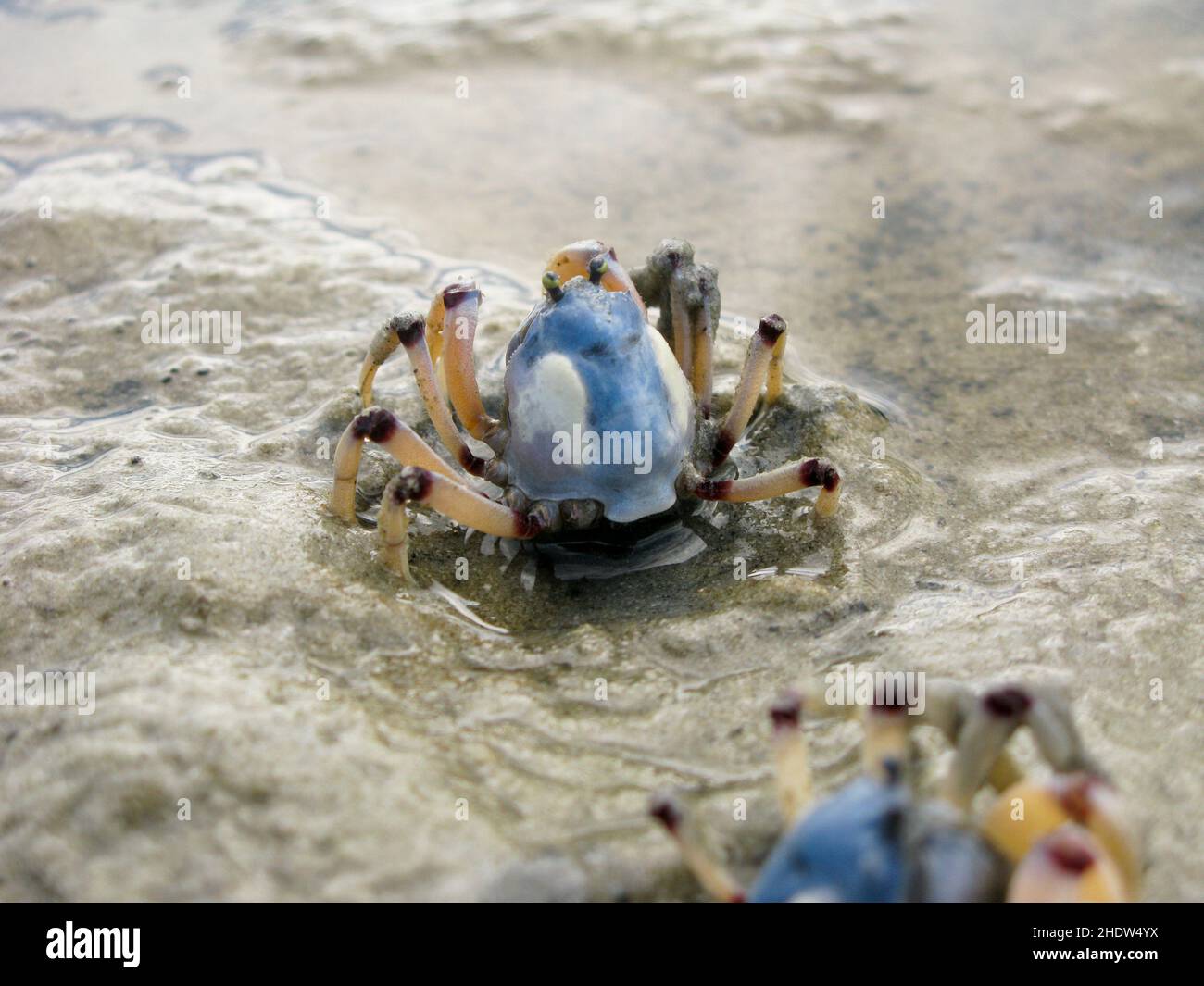 Soldier crabs hi-res stock photography and images - Alamy