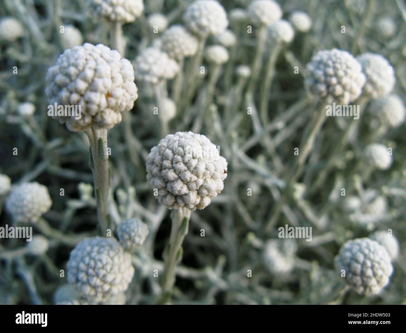 Pycnosorus globosus hi-res stock photography and images - Alamy