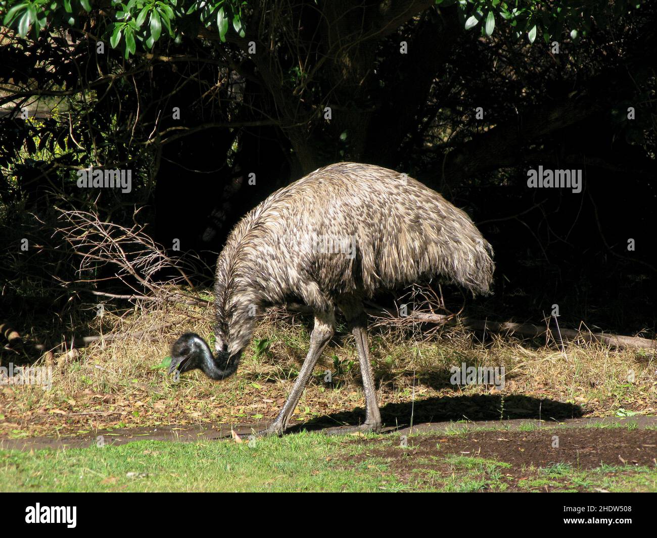 emu, great emu, emus Stock Photo - Alamy