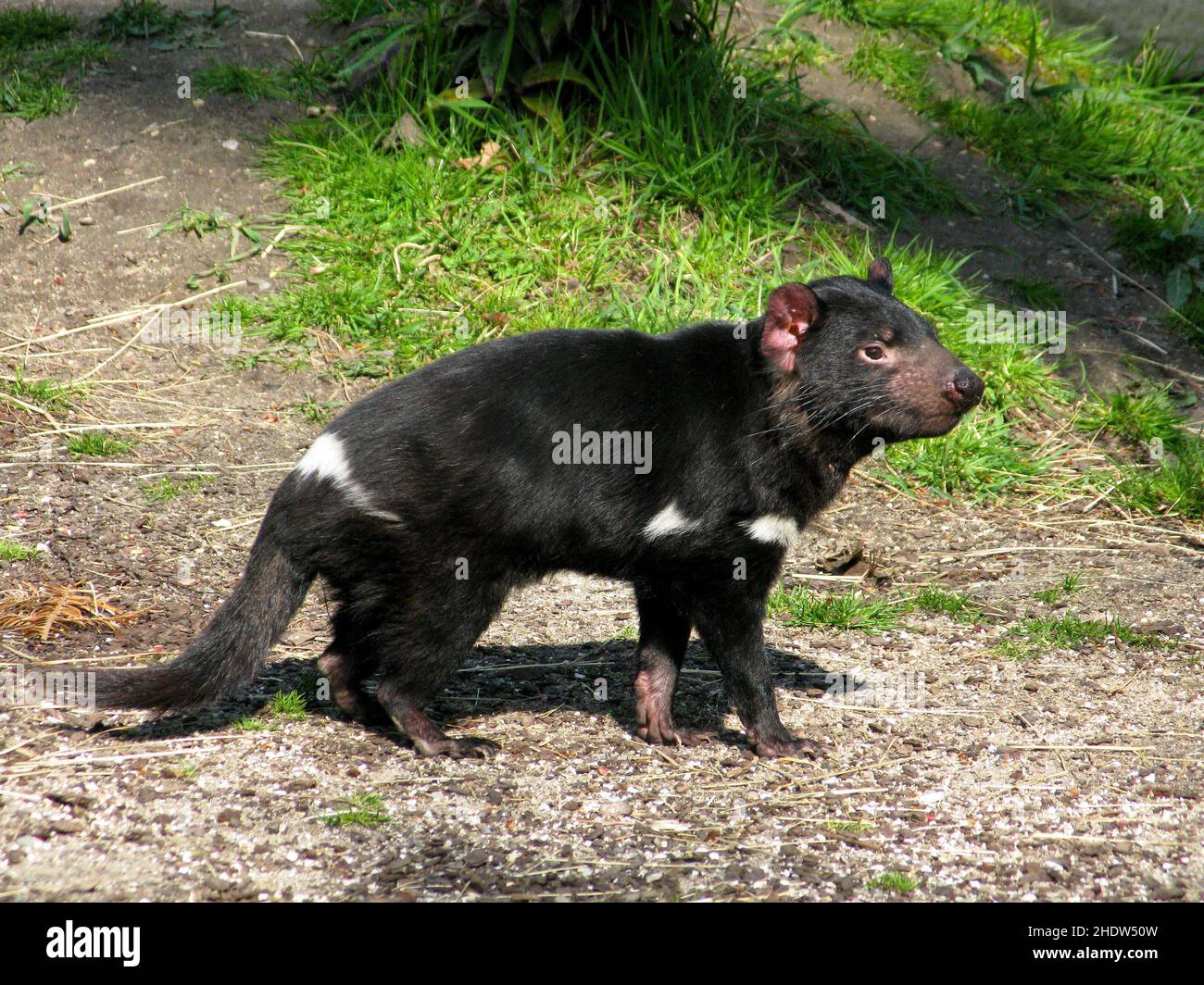 marsupial, tasmanian devil, marsupials, tasmanian devils Stock Photo ...