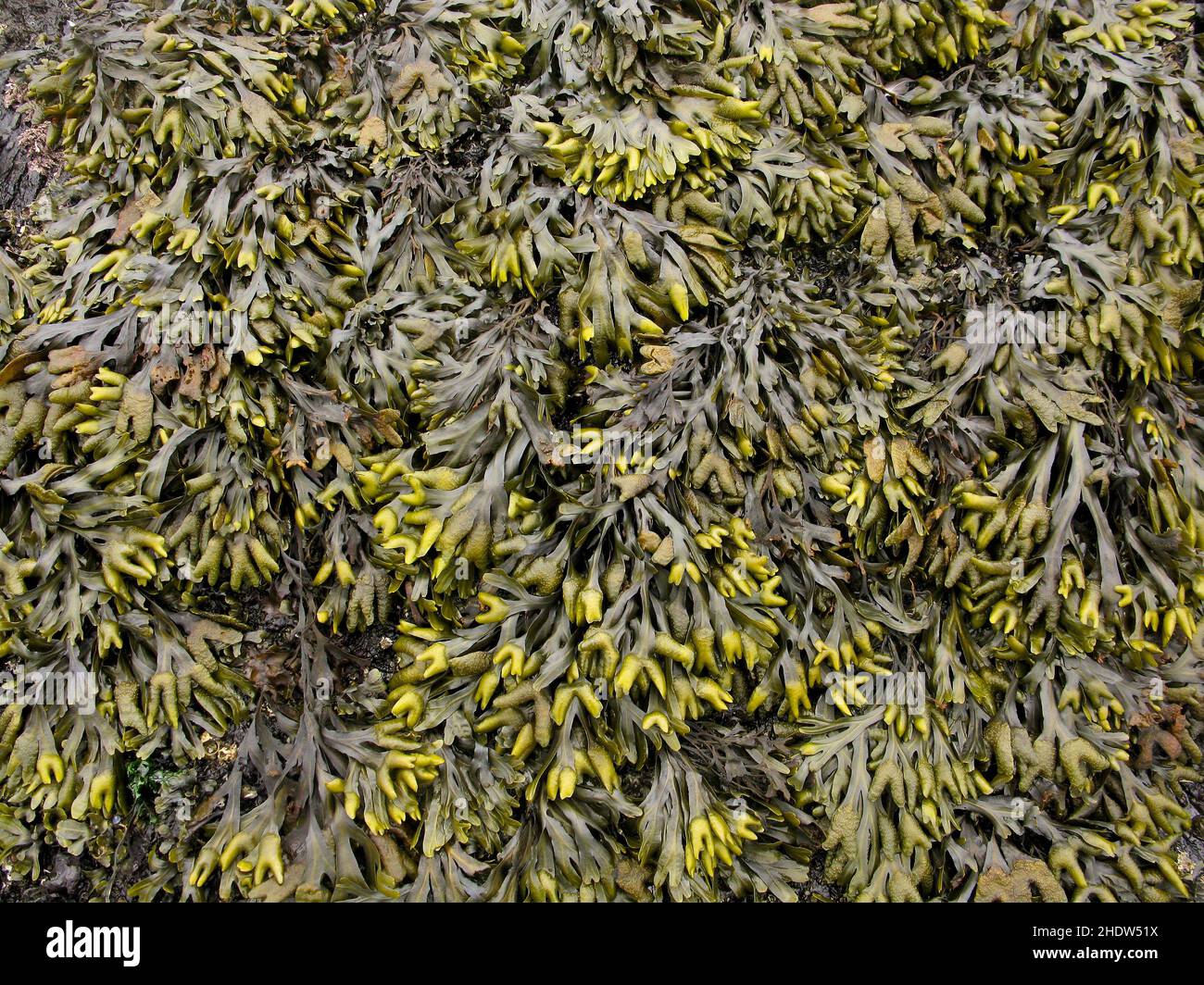 seaweed, brown algae, seaweeds, brown algaes Stock Photo - Alamy