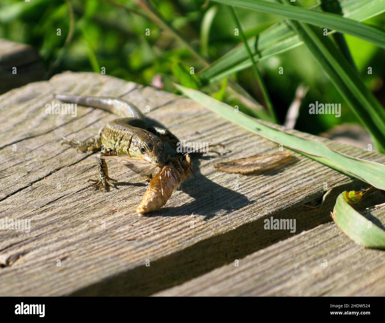feeding, wall lizard, feed, feedings, wall lizards Stock Photo - Alamy