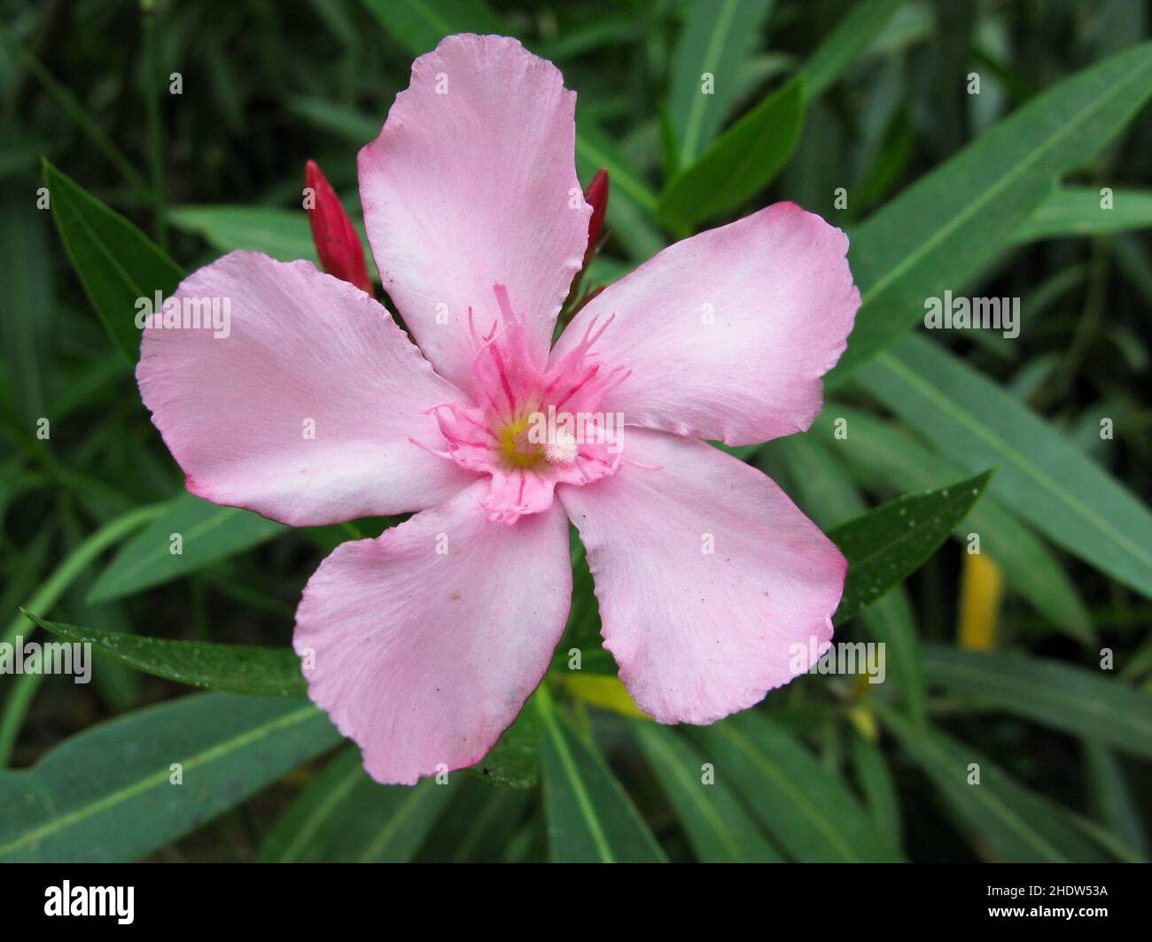 Oleanders hi-res stock photography and images - Alamy