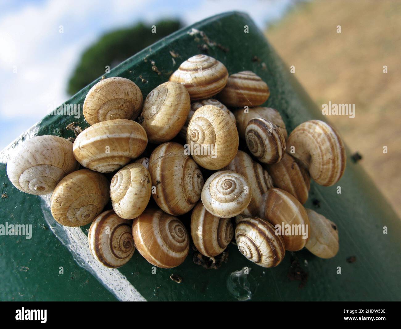 Pest snail hi-res stock photography and images - Alamy