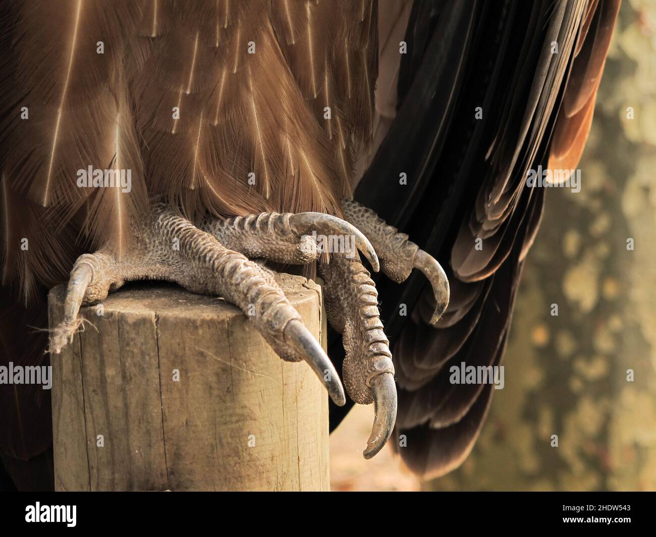 talon, vulture, talons, vultures Stock Photo - Alamy
