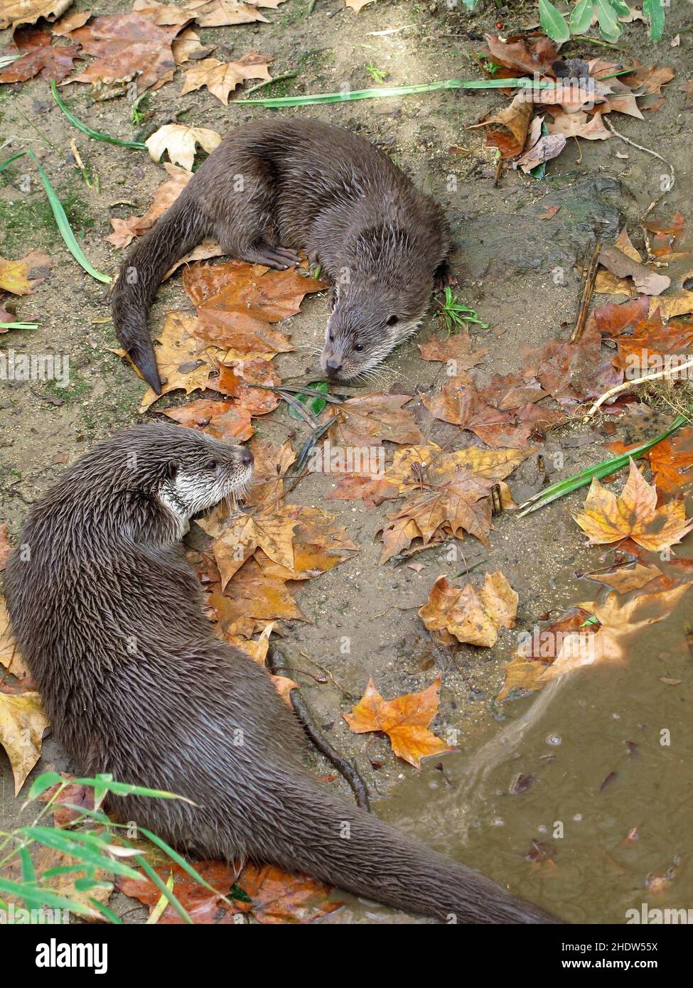 Otters in rivers hi-res stock photography and images - Alamy