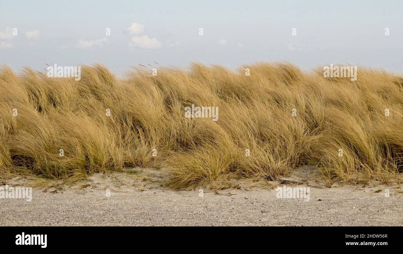 dune, marram grass, dunes Stock Photo - Alamy