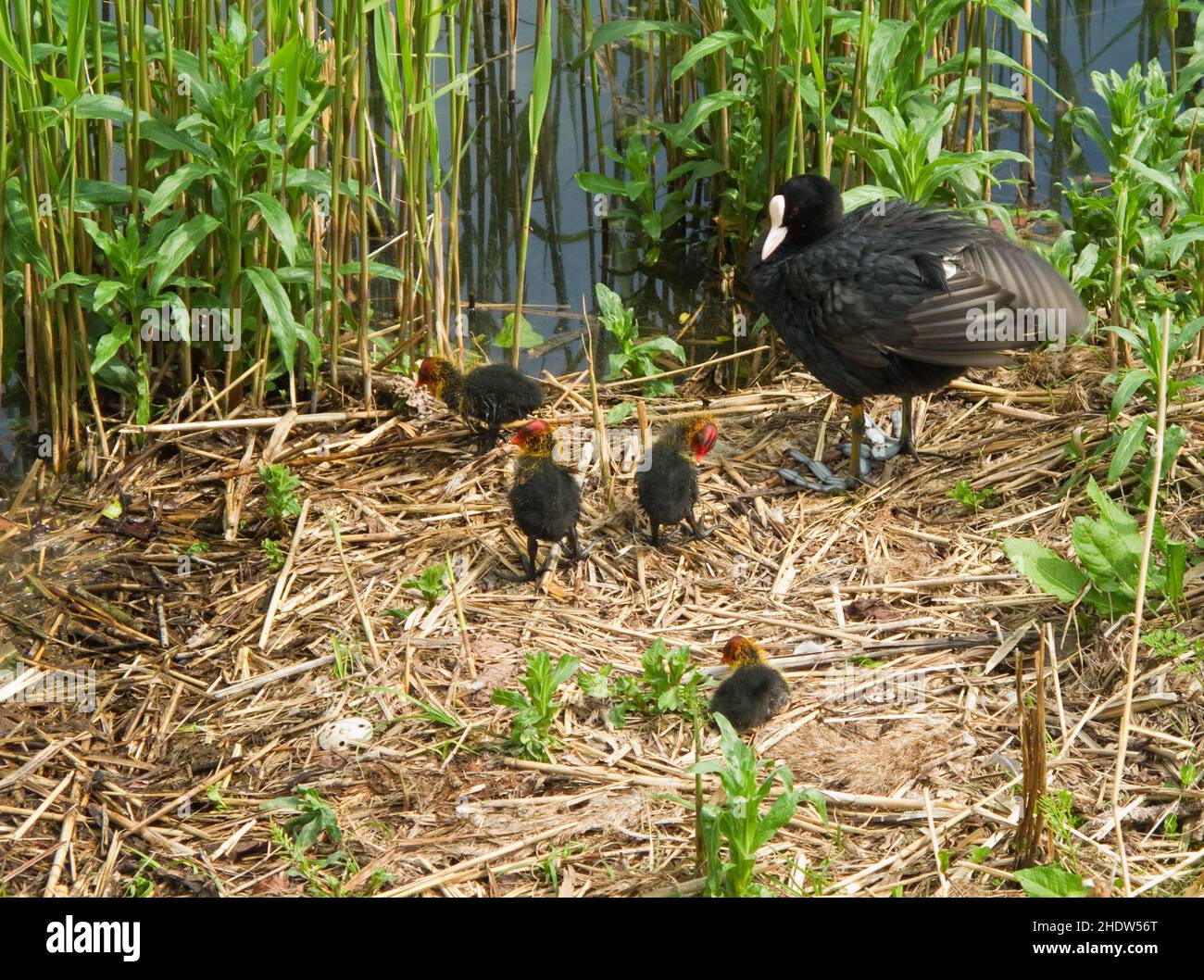 animal family, coot, animal families, coots Stock Photo - Alamy
