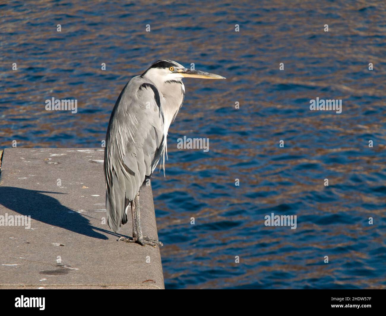 gray heron, heron, gray herons, herons Stock Photo - Alamy