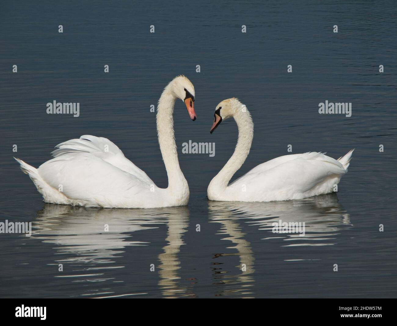 swan, swan pair, swans, swan pairs Stock Photo - Alamy