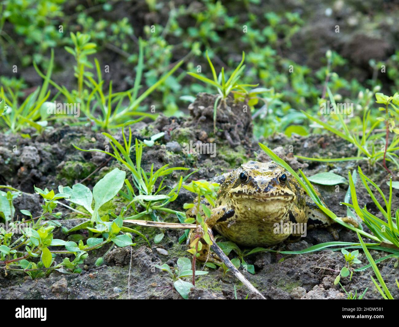 frog, common frog, frogs, common frogs Stock Photo - Alamy