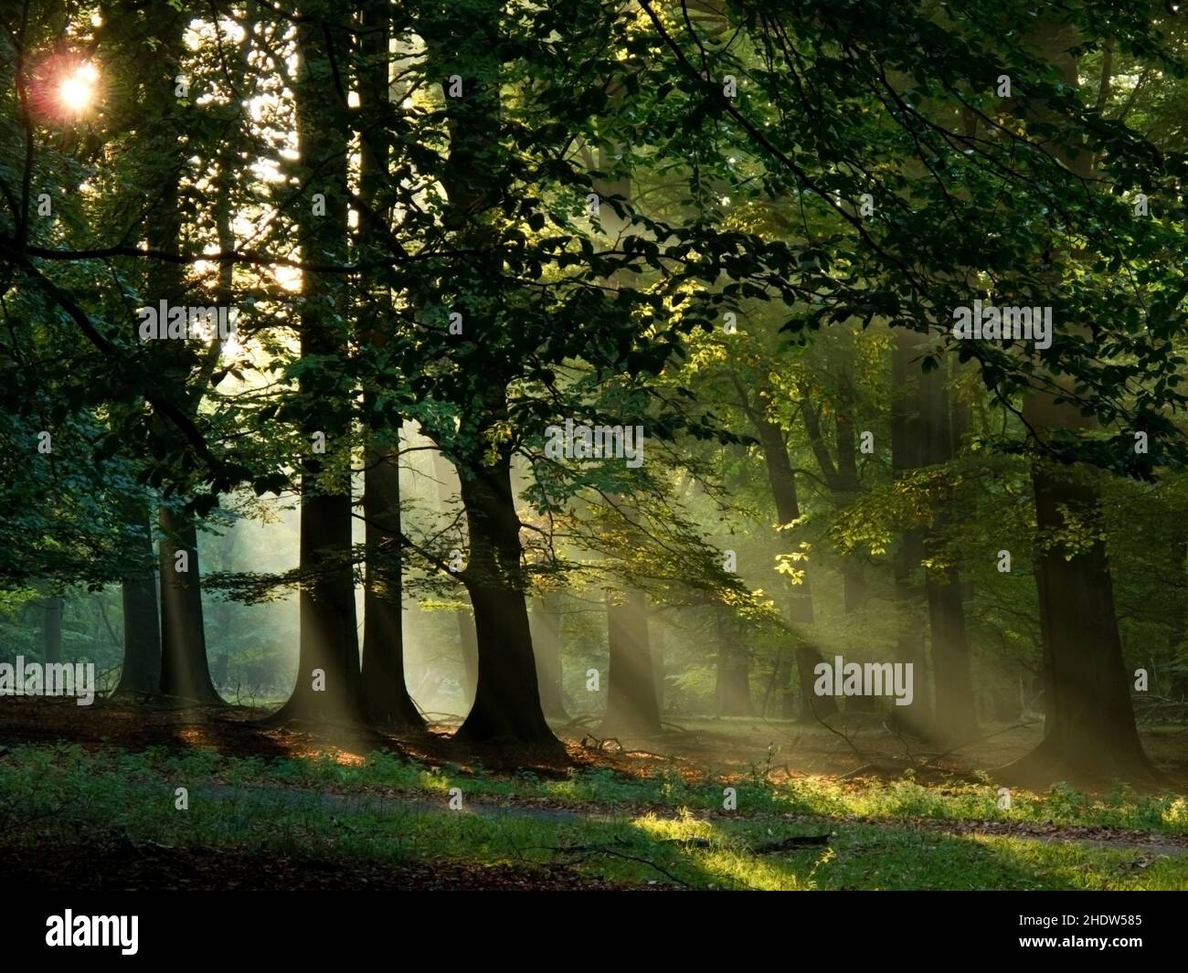 forest, sunbeams, mystical, light beam, forests, wood, woodland, woods ...