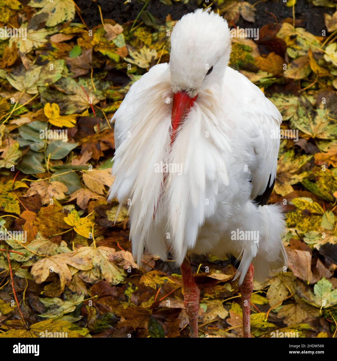 plumage, stork, fluff, plumages, storks, fluffing Stock Photo - Alamy
