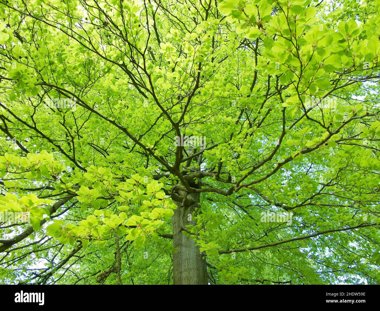 tree, beech, trees, beechs Stock Photo - Alamy