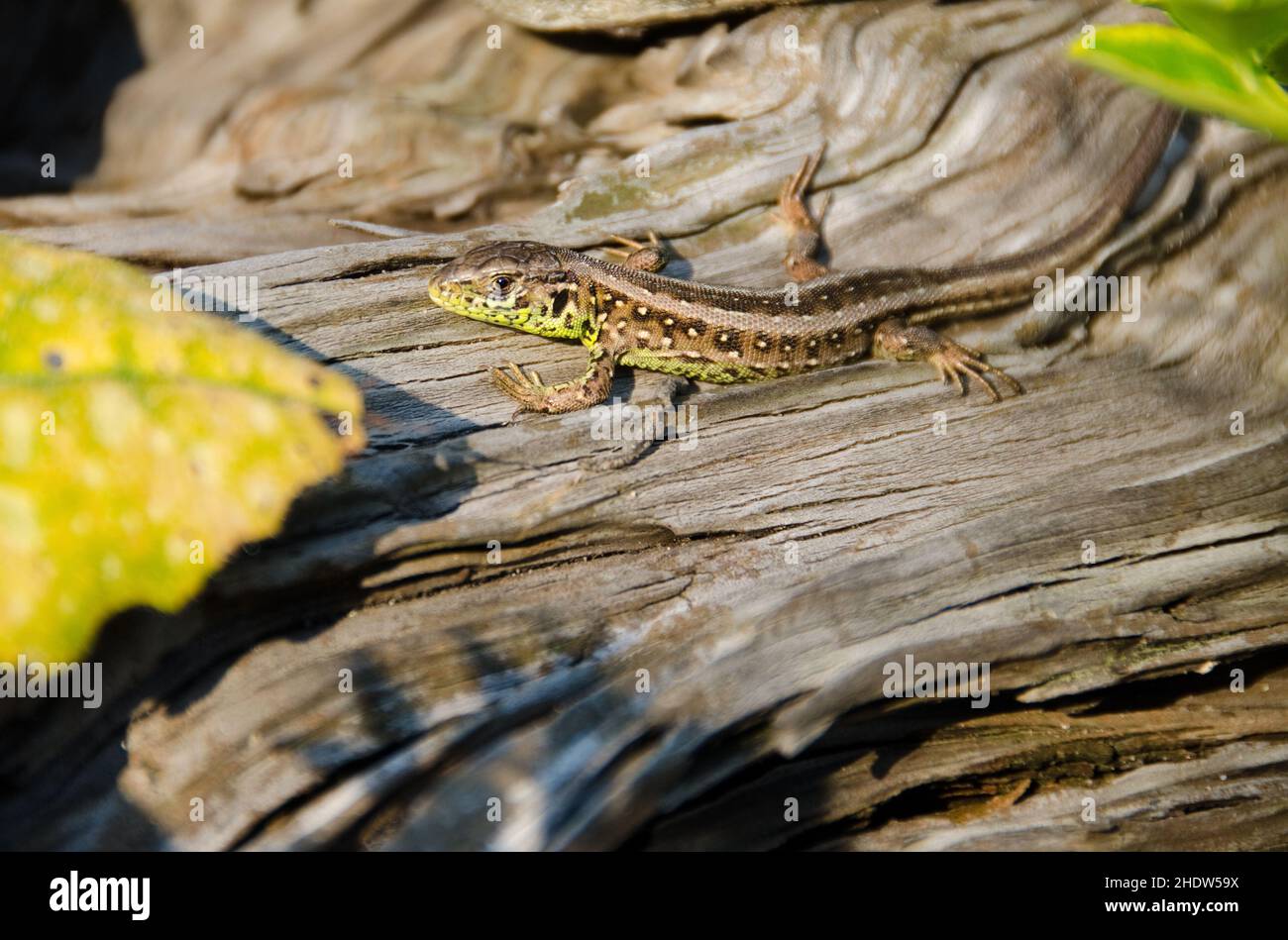 sand lizard, sand lizards Stock Photo - Alamy
