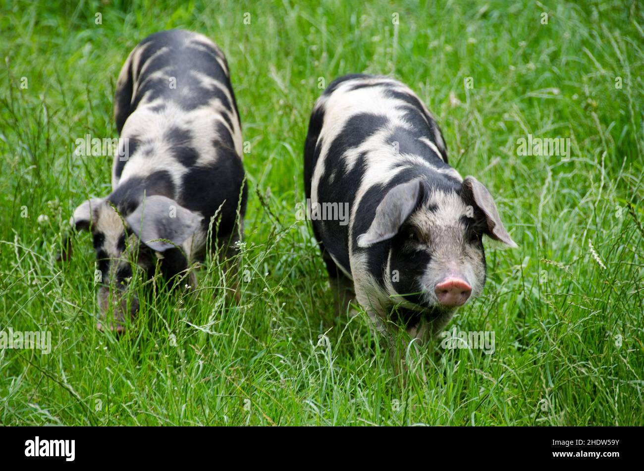 pork, piglet, porks, piglets Stock Photo - Alamy